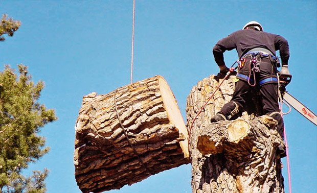 Quality Garden Route Tree Felling Services | 021 300 3775