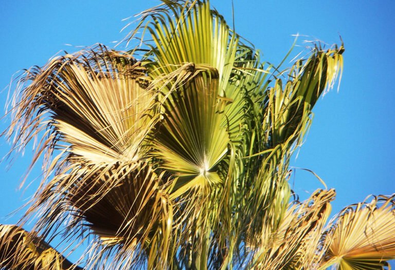 Signs of Palm Tree Ill-Health